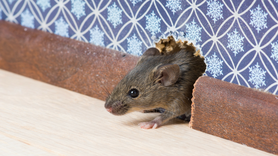 Closer Look at Mouse Proofing a Home | Mice Exterminators