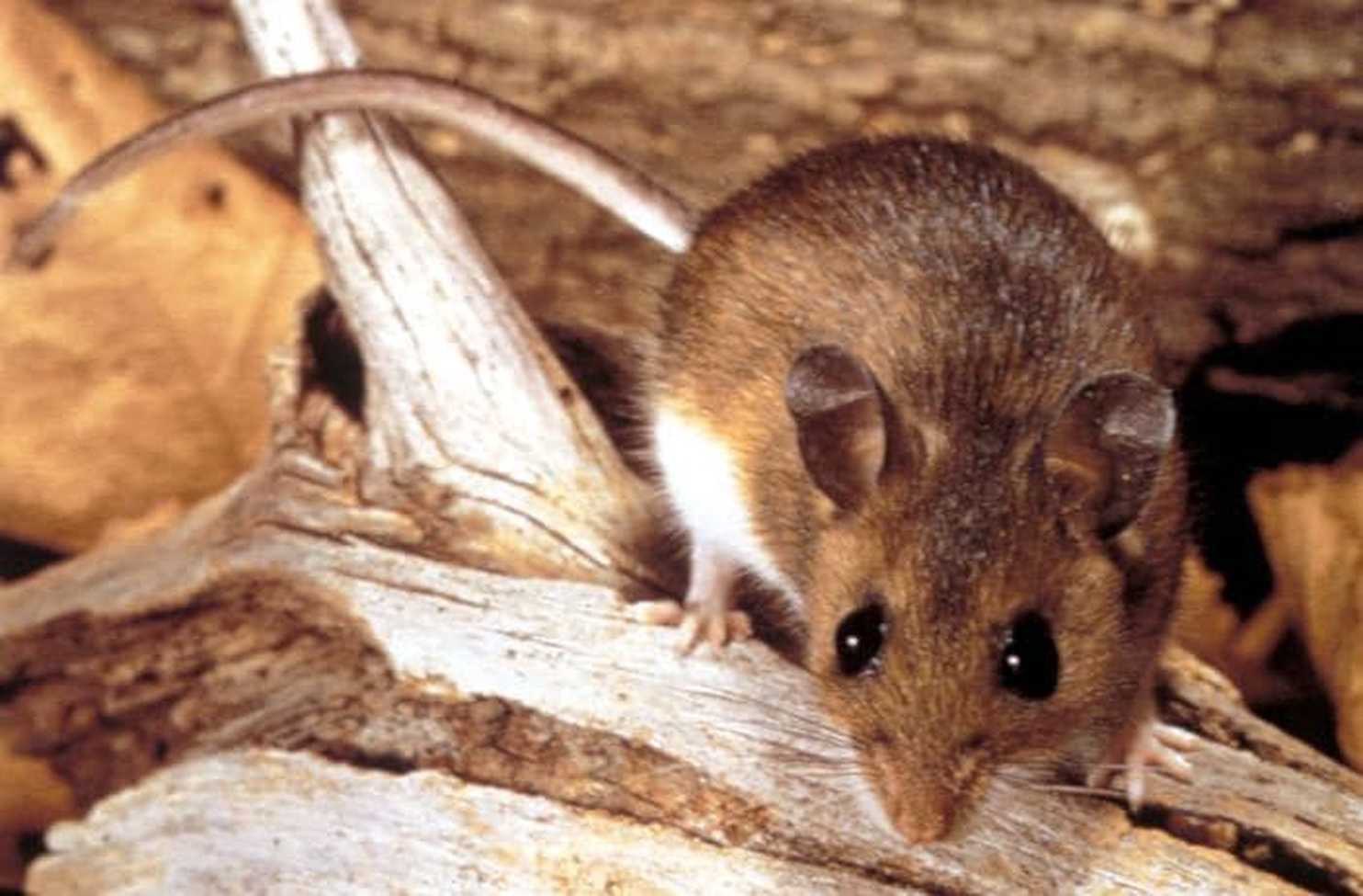 A Look at the Risk of Hantavirus from Mice - Mice Mob Exterminators A Look at the Risk of Hantavirus from Mice - Mice Mob Exterminators