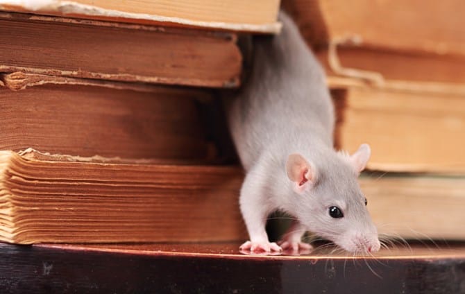 Mouse Infestation Trouble Areas in Your Home - Mice Mob Exterminators Mouse Infestation Trouble Areas in Your Home - Mice Mob Exterminators