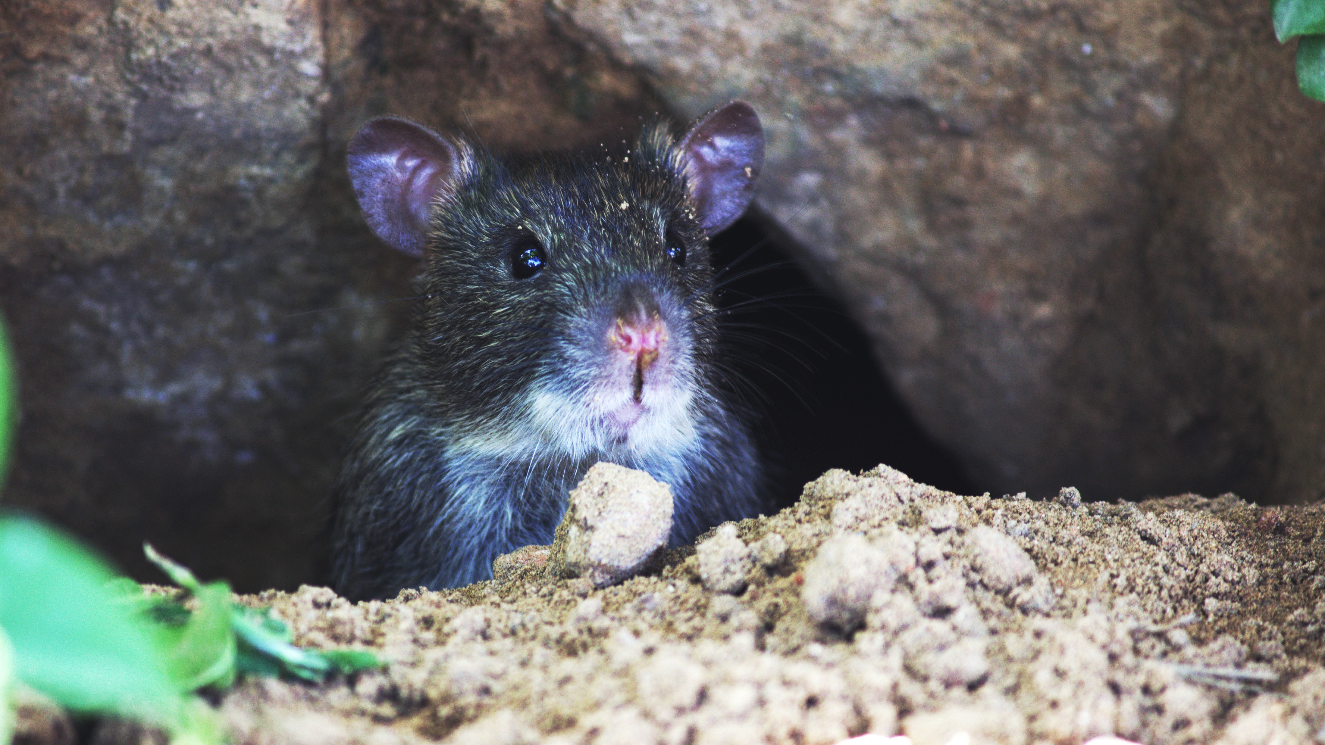 The Mice Mob Guarantee - Mice Mob Exterminators The Mice Mob Guarantee - Mice Mob Exterminators