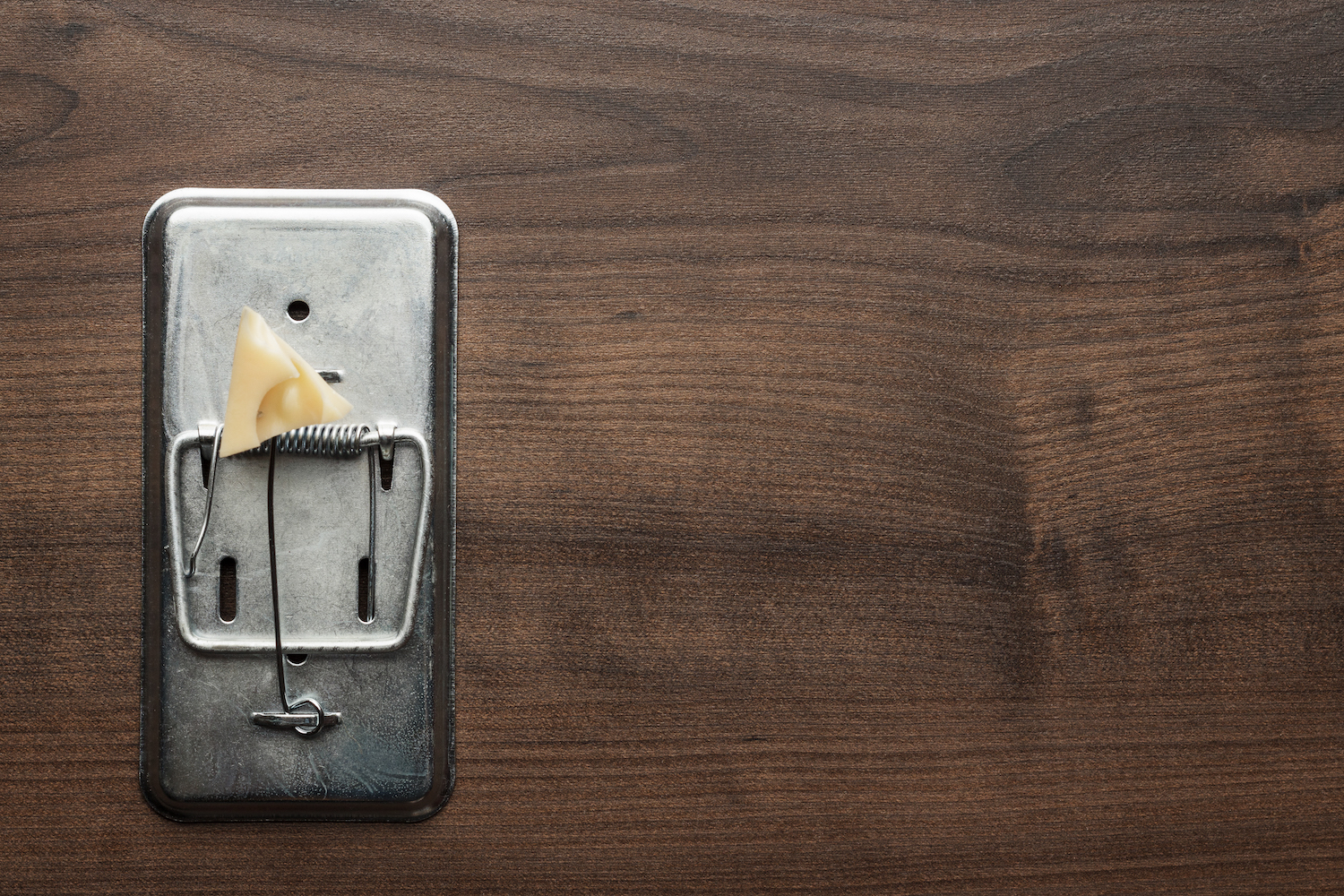 The Benefits of Scheduling Mouse Proofing Services This Spring - Mice ...