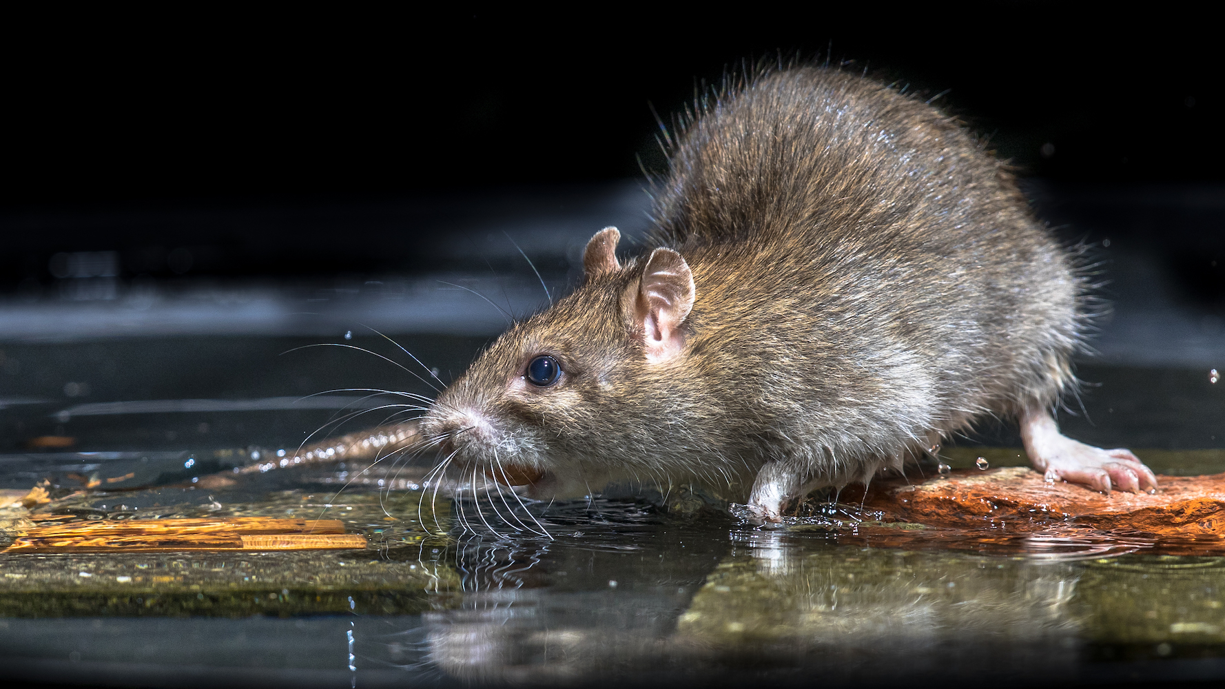 Comparing Rats and Mice - Mice Mob Exterminators Comparing Rats and Mice - Mice Mob Exterminators