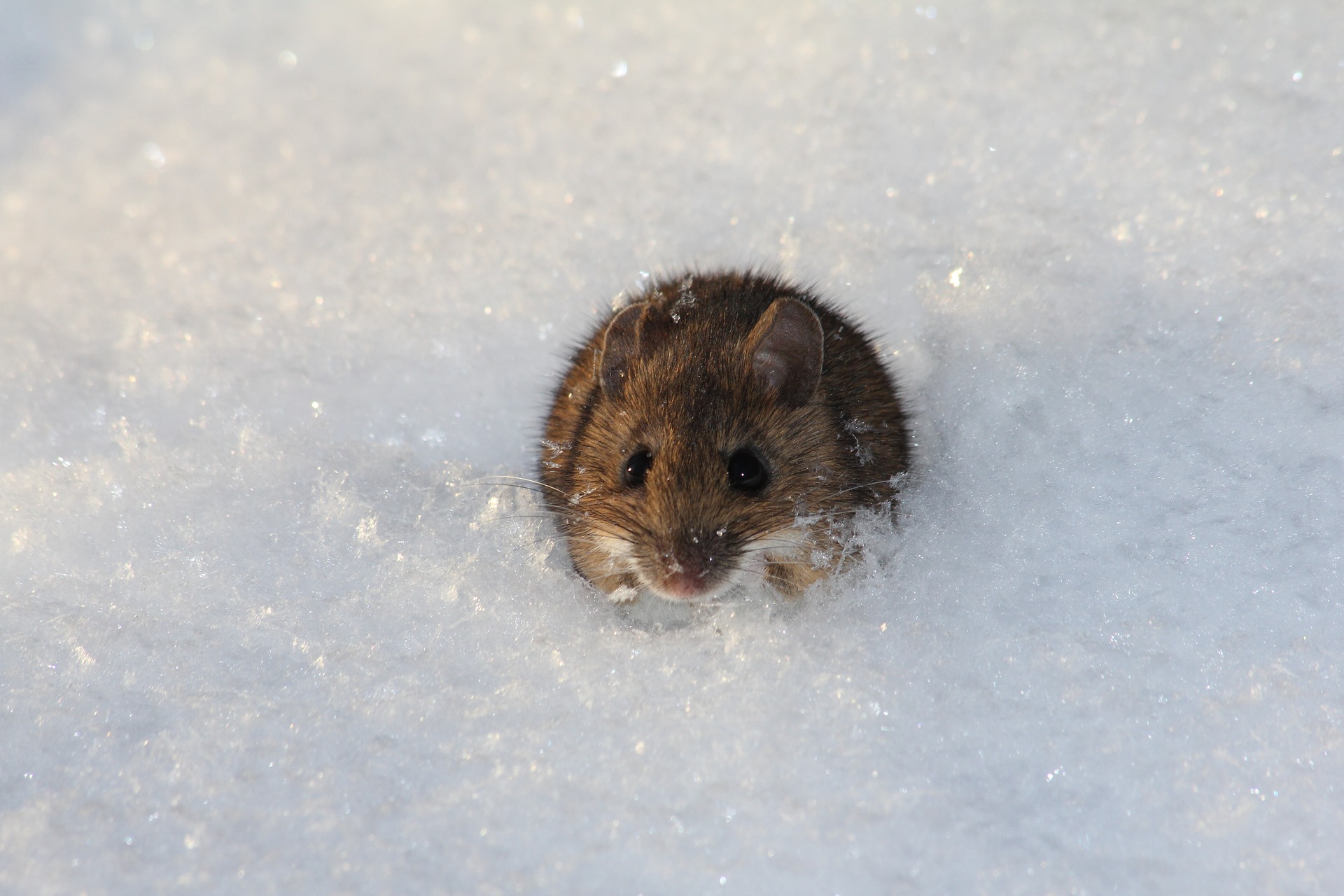 Keeping Your Home Mouse-Free This Winter - Mice Mob Exterminators