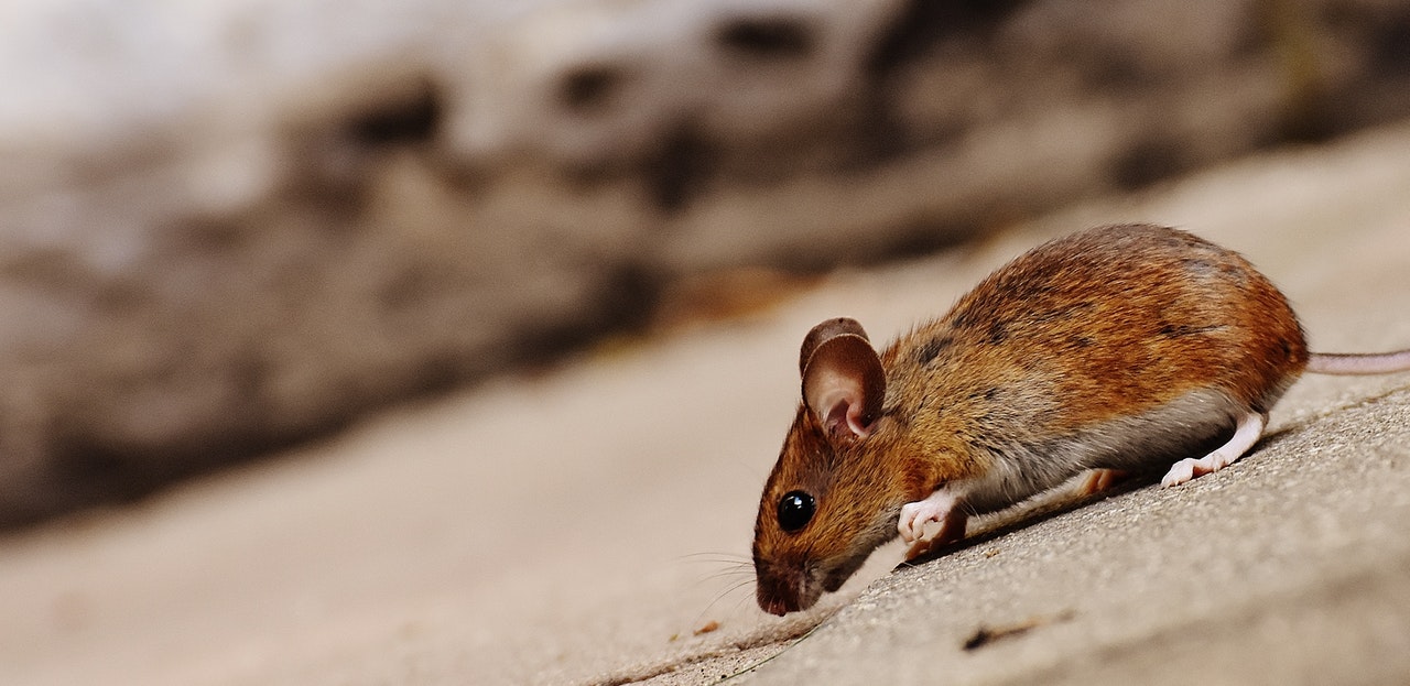 Learn More About House Mice - Mice Mob Exterminators
