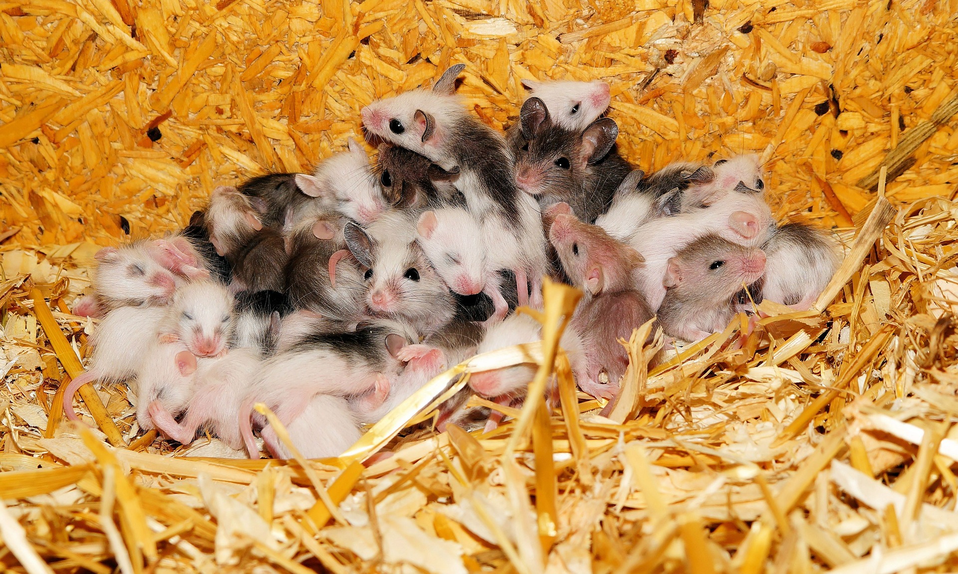 Identifying a Mouse Nest - Mice Mob Exterminators Identifying a Mouse Nest - Mice Mob Exterminators