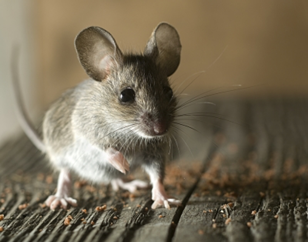 A Look at the Summer Habits of Mice - Mice Mob Exterminators