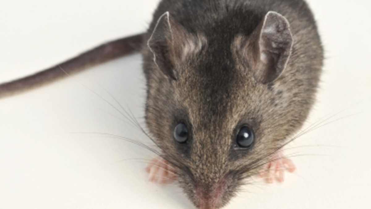 House Mouse Vs Deer Mouse