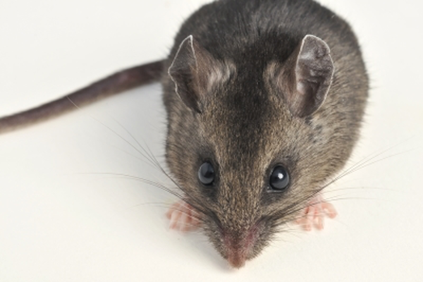 Spotlight on the Deer Mouse - Mice Mob Exterminators Spotlight on the Deer Mouse - Mice Mob Exterminators