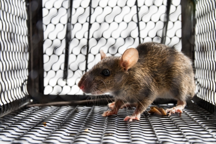 Tracks and Rub Marks: Identifying a Mouse Infestation - Mice Mob ... Tracks and Rub Marks: Identifying a Mouse Infestation - Mice Mob ...