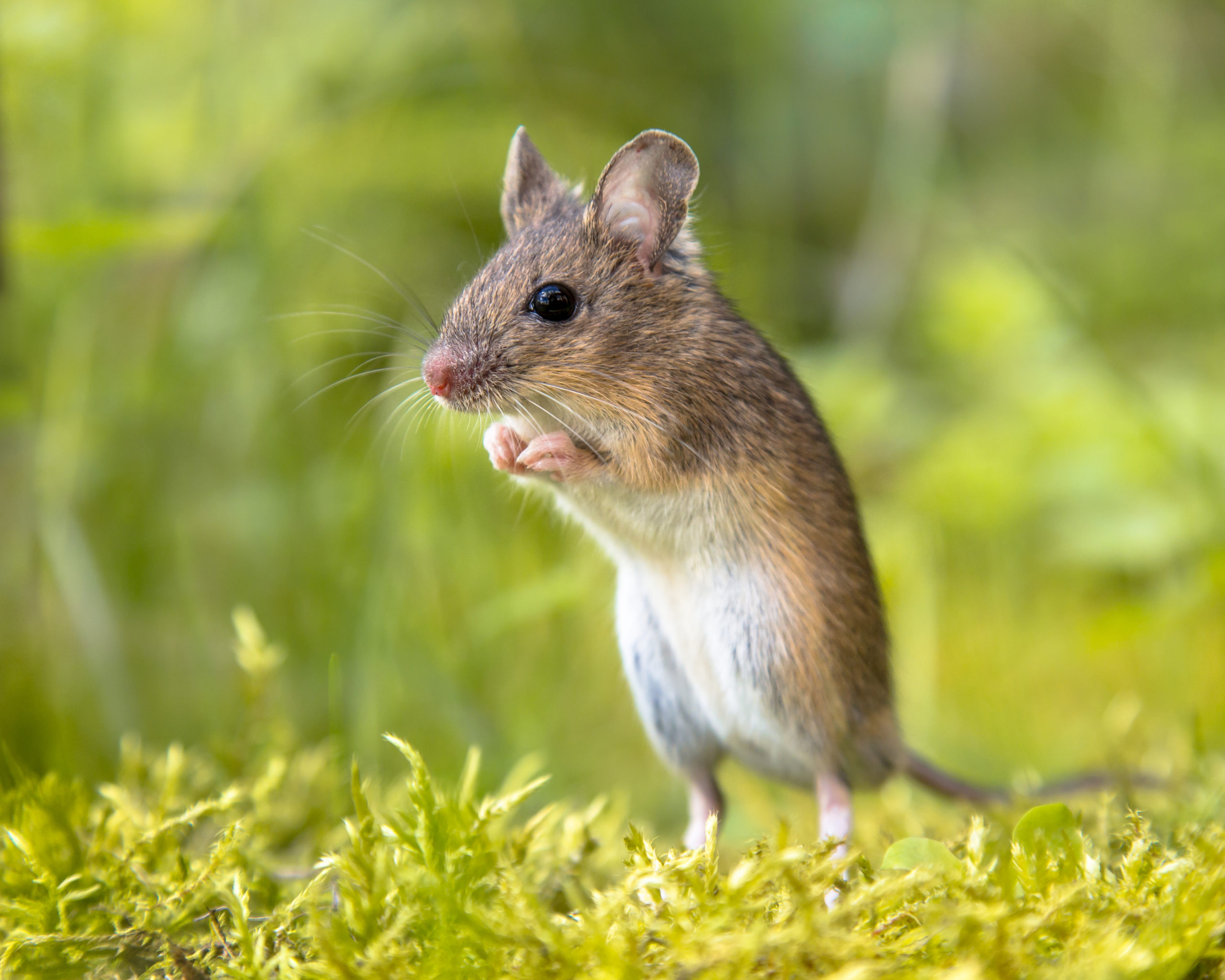 Things You Never Knew About Mice (Such as, Did You Know They Swim ...