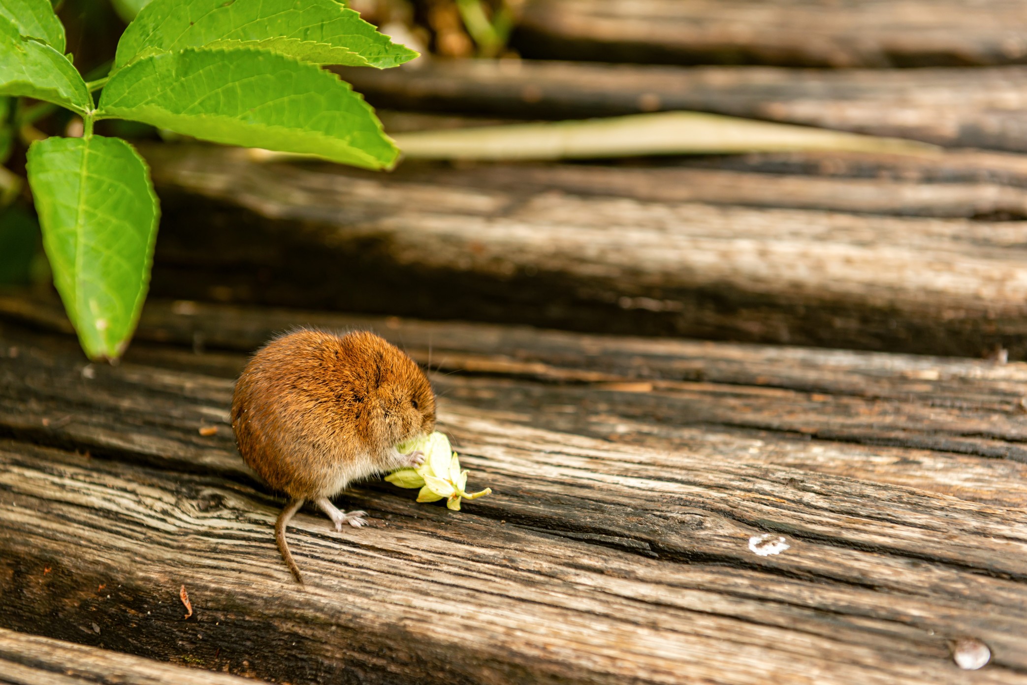 Are Mice Solitary Creatures? - Mice Mob Exterminators