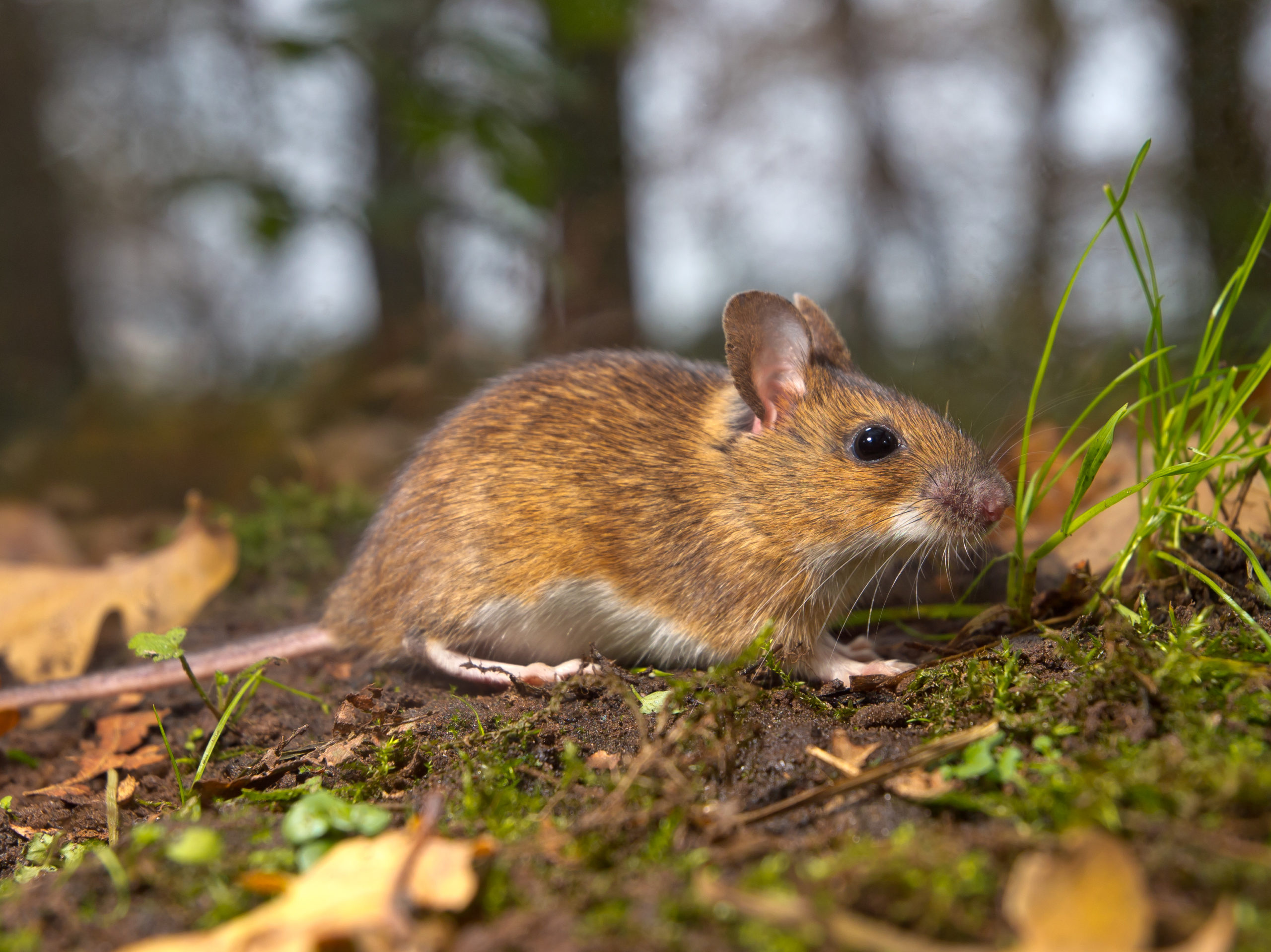 What To Do When You Find A Dead Mouse - Mice Mob Exterminators