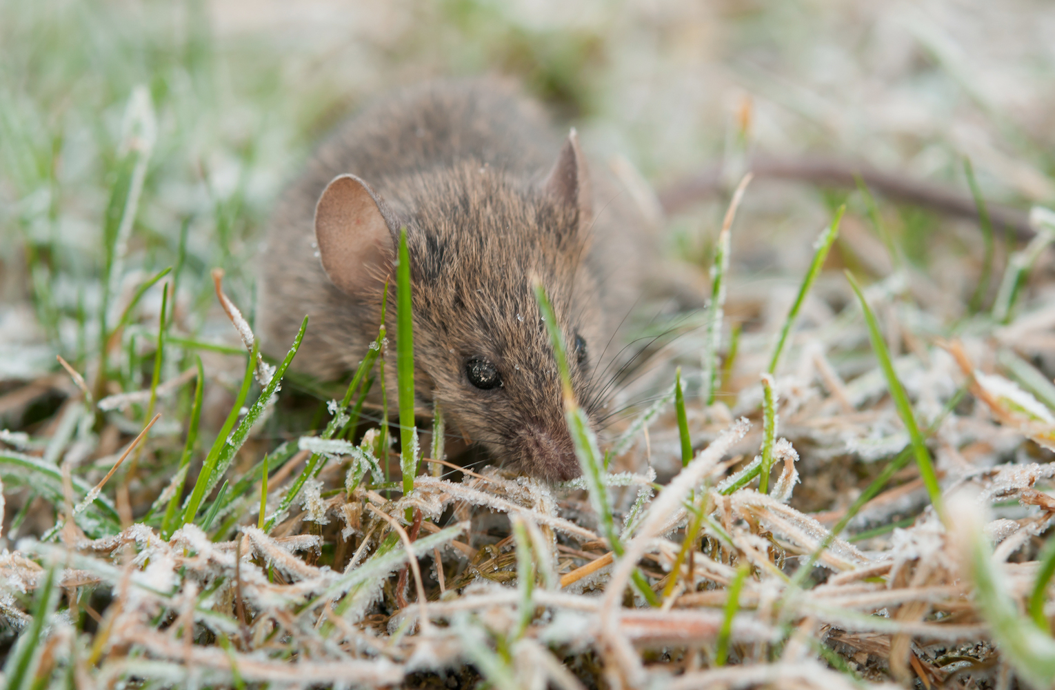 3 Reasons Why Your Family Is Vulnerable To Mice - Mice Mob Exterminators