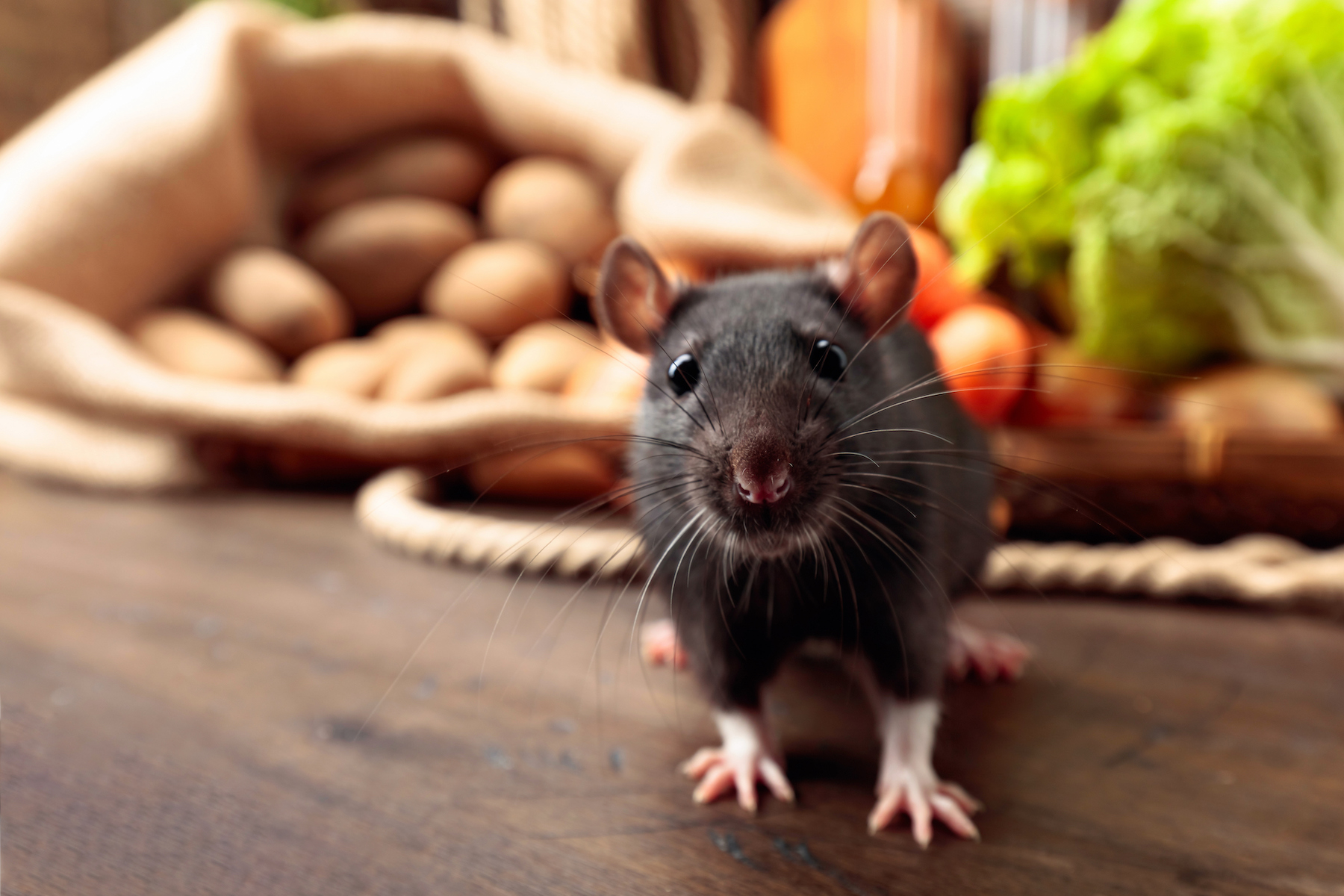 Preparing for Mice Extermination Services - Mice Mob Exterminators