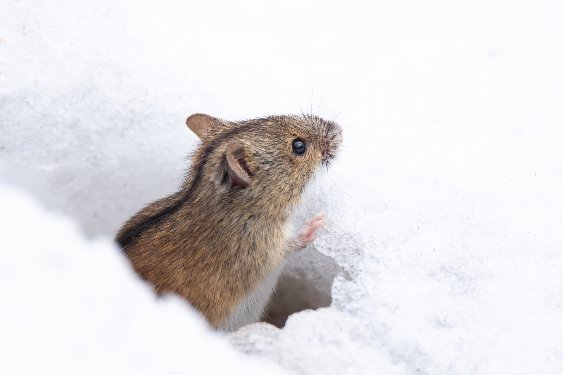 Why Pest Control Measures are Important in Winter - Mice Mob Exterminators