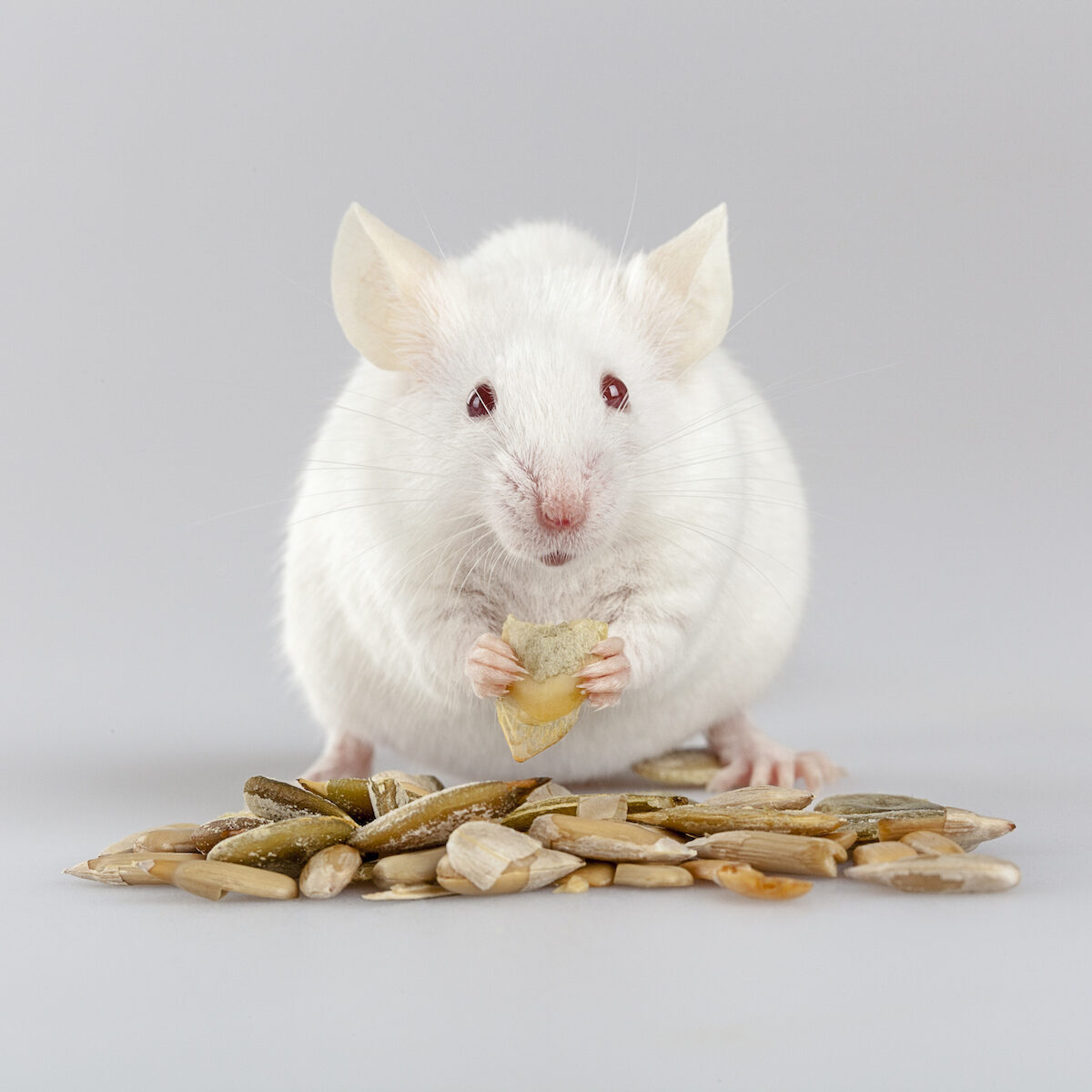 What do mice like to eat store