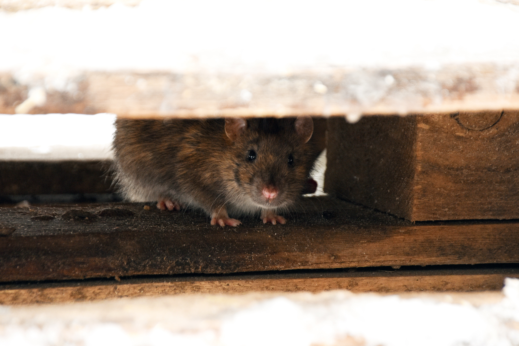 Mice Aren’t Cute—They’re Contagious - Mice Mob Exterminators