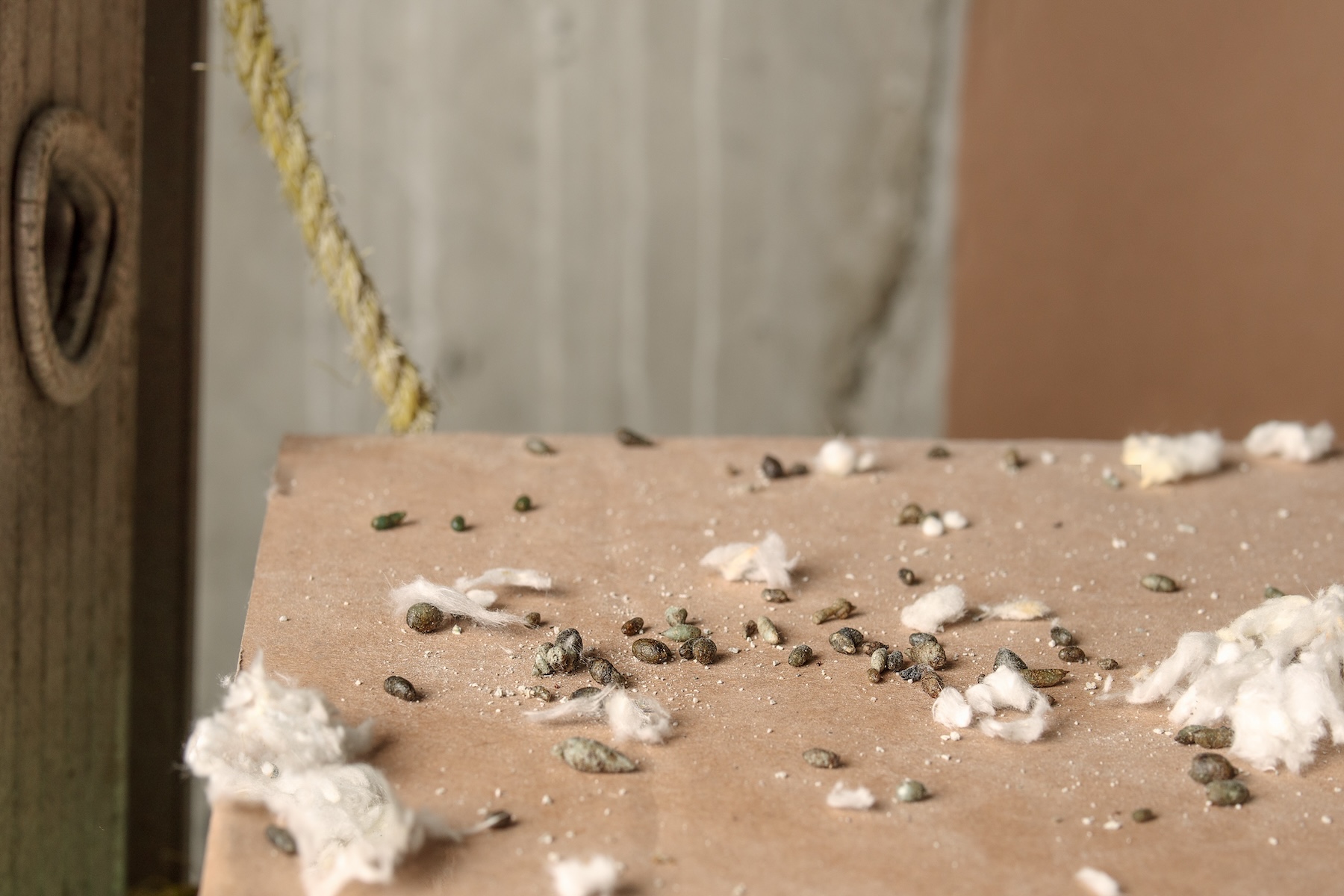 Common Signs of a Mouse Infestation - Mice Mob Exterminators Common Signs of a Mouse Infestation - Mice Mob Exterminators