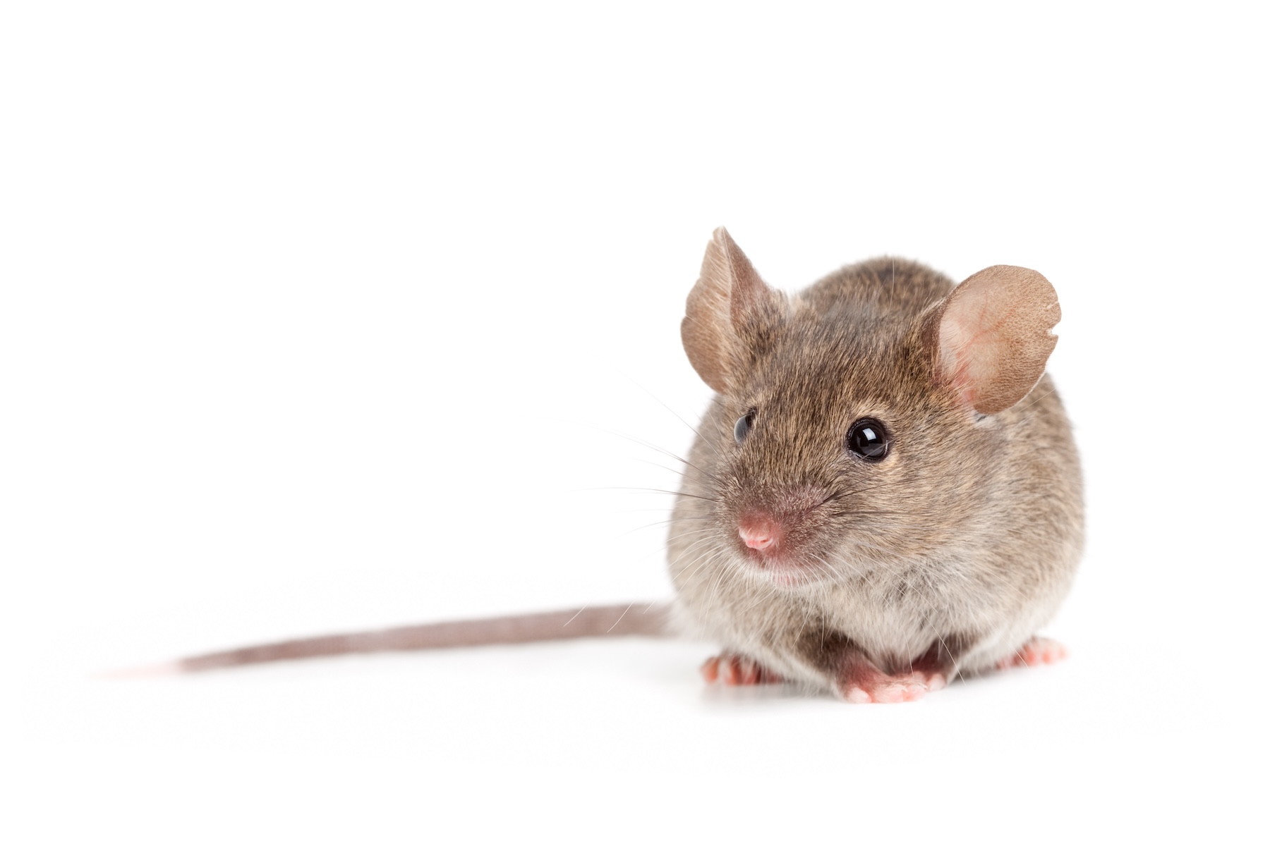 The Lifecycle of a Mouse Infestation: How to Eliminate the Issue for ...