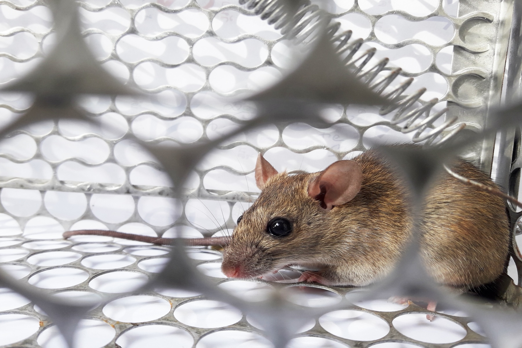 The Most Effective Mouse Removal Techniques - Mice Mob Exterminators The Most Effective Mouse Removal Techniques - Mice Mob Exterminators