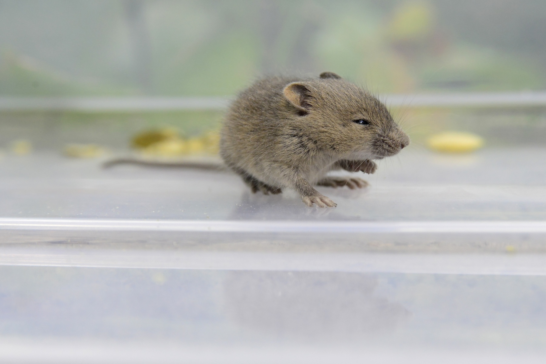 Recurring Mouse Infestations: How to Change Your Lifestyle - Mice Mob ...