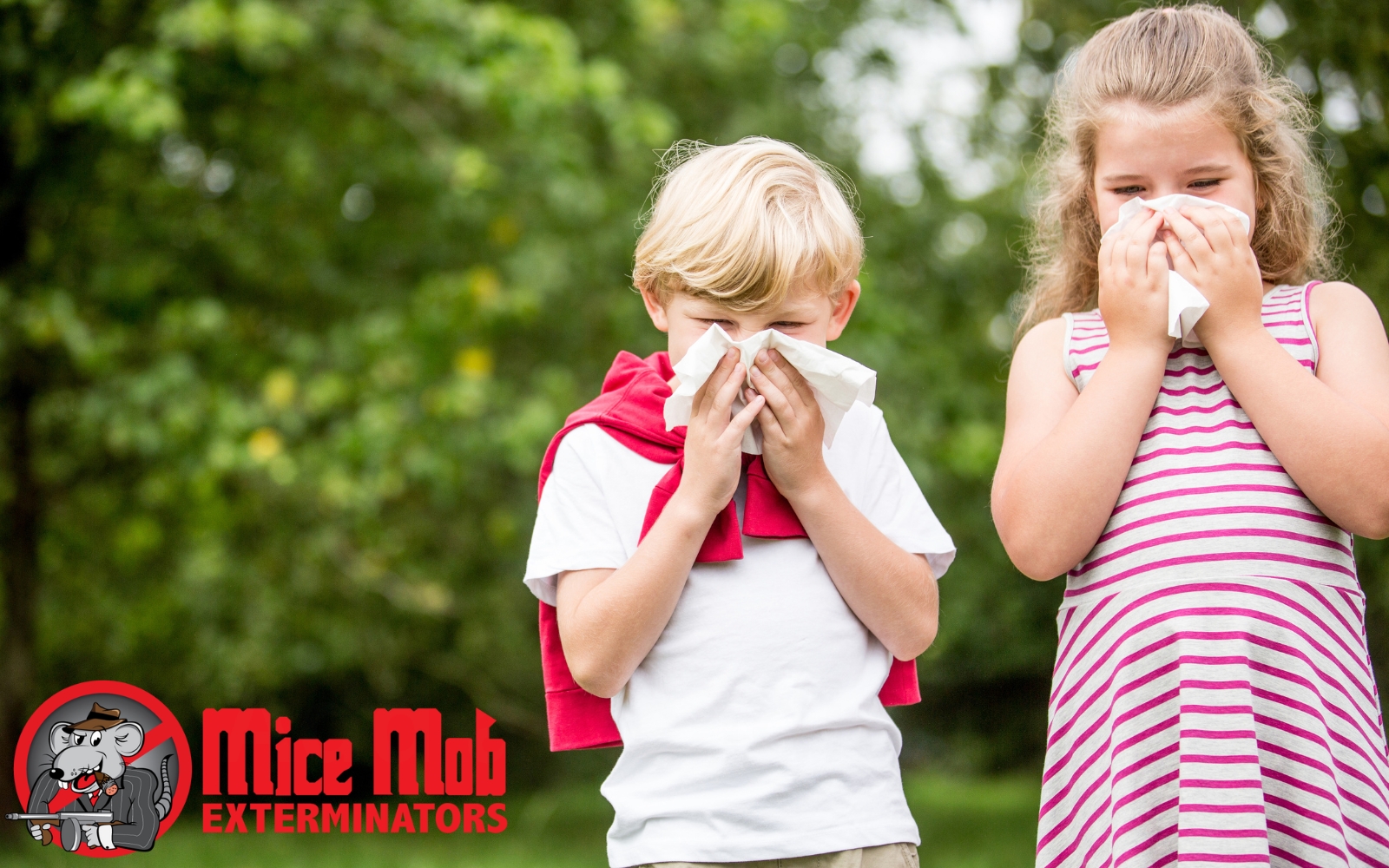 What to Know About the Connection Between Mice and Allergies - Mice Mob ...