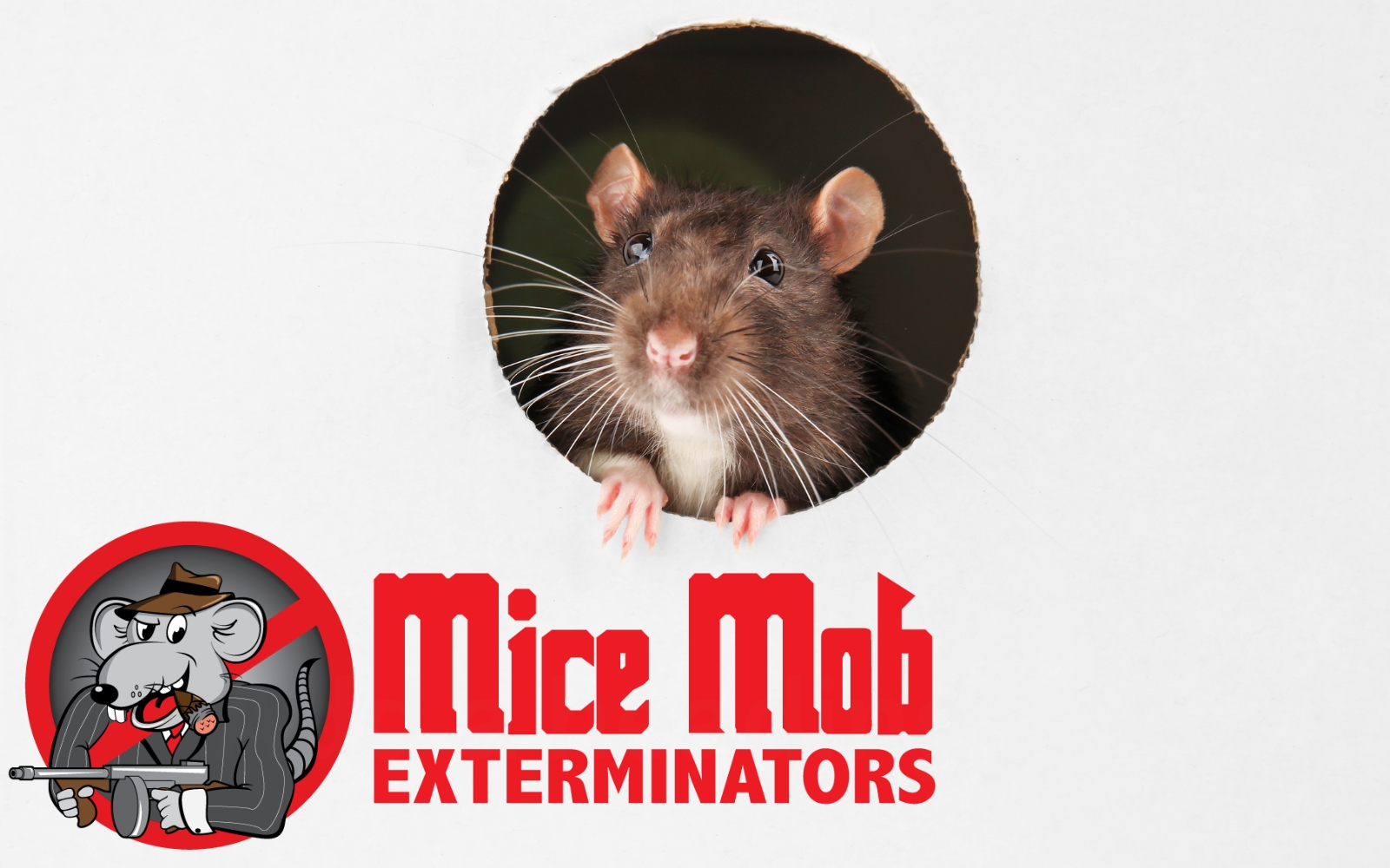 Why DIY Mouse Removal Often Fails - Mice Mob Exterminators