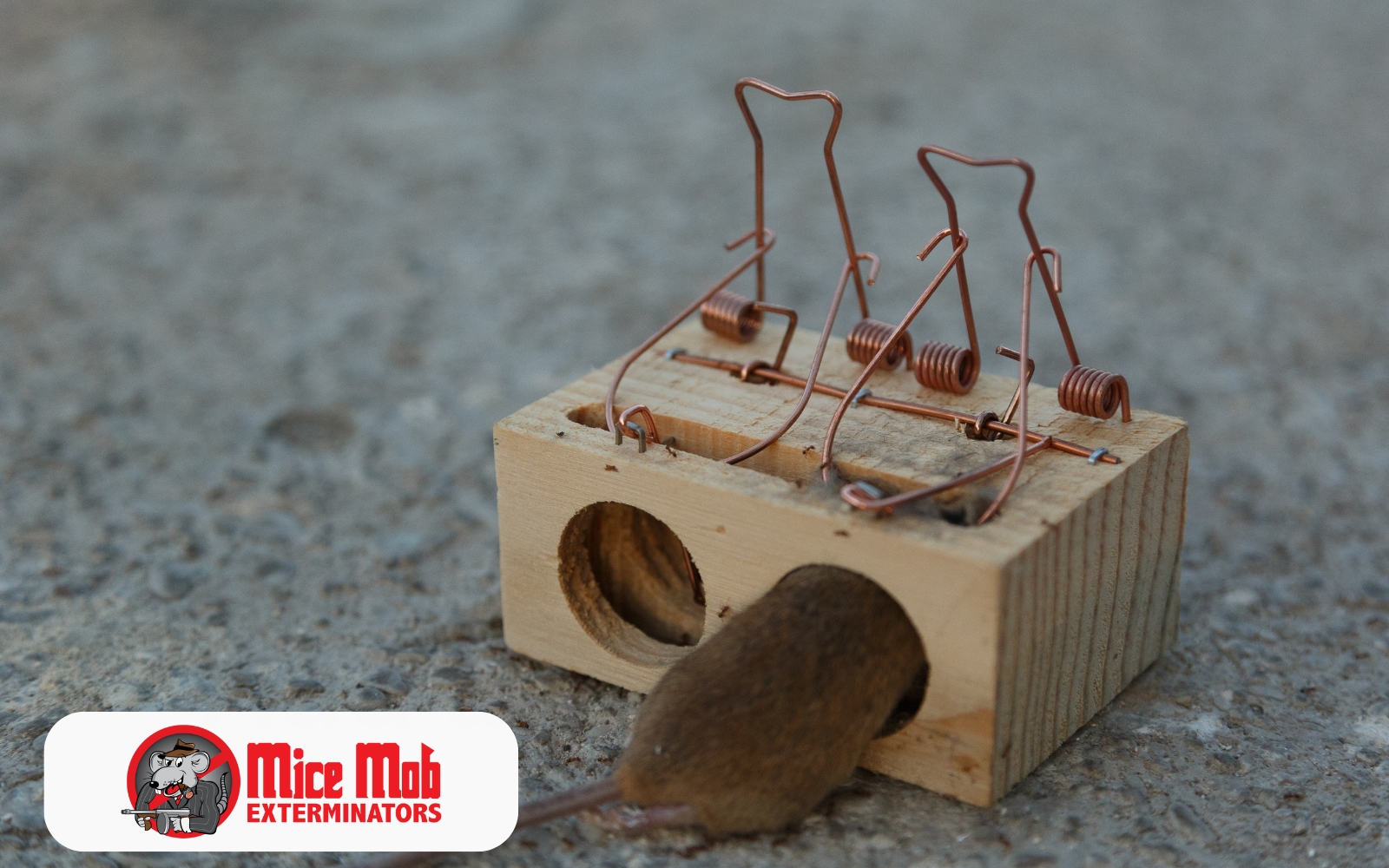 The Dangers of DIY Rodent Control - Mice Mob Exterminators