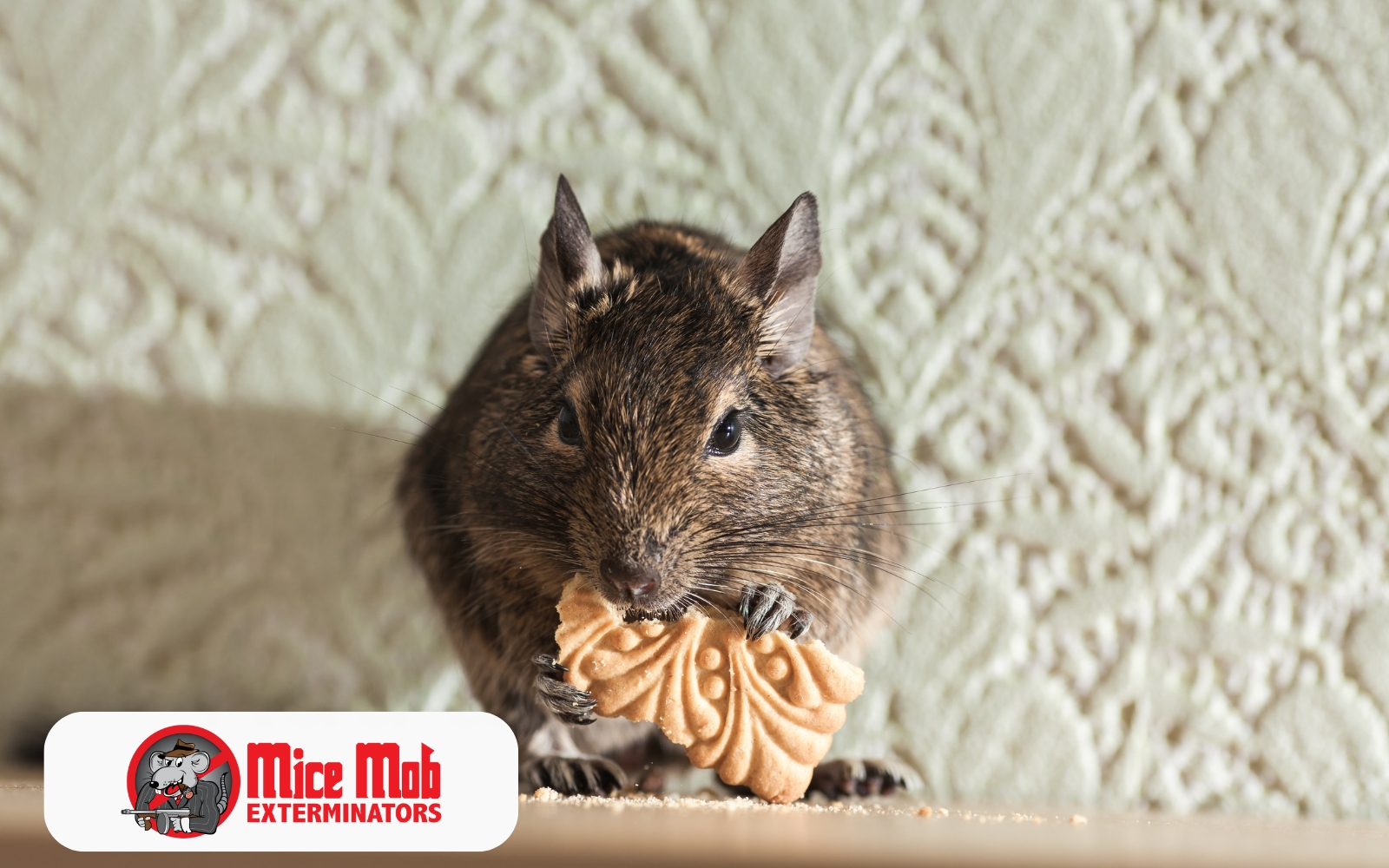 Understanding Rodent Entry Points in Your Home - Mice Mob Exterminators