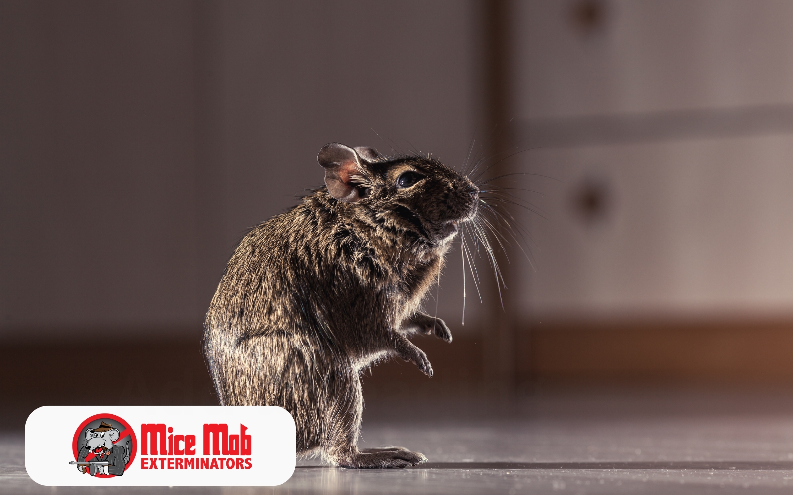 The Health Risks Associated with Rodent Infestations - Mice Mob ...