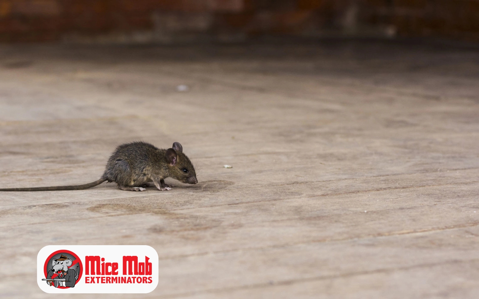 Identifying Early Signs of a Mouse Infestation in Your Home - Mice Mob ...