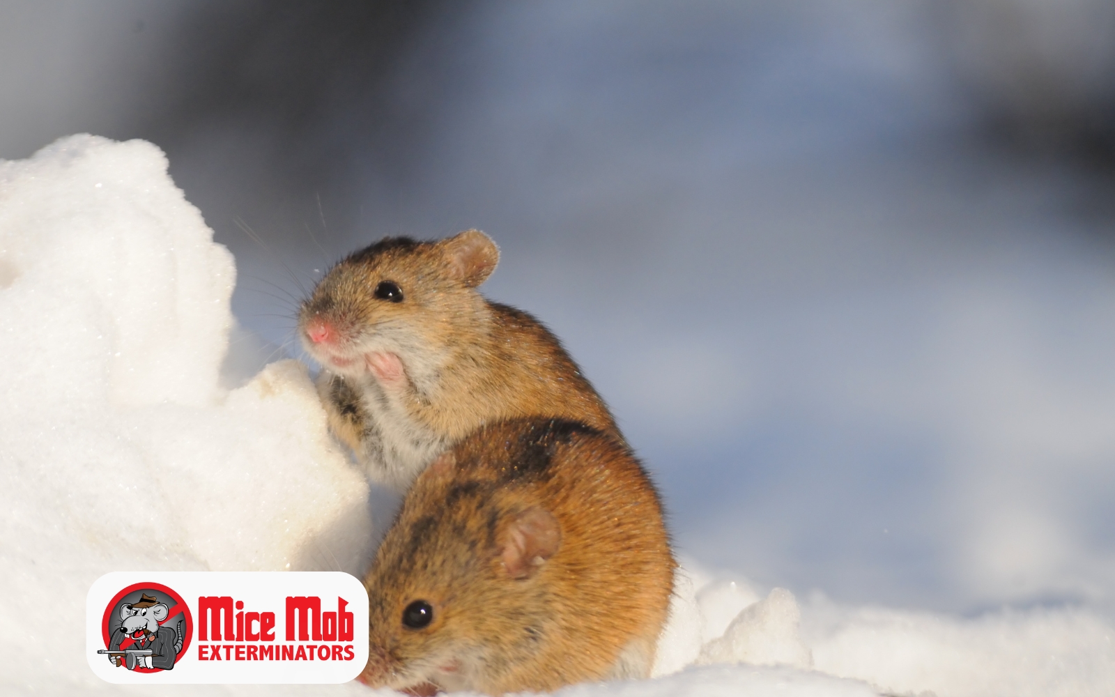 Your Guide to Deep Winter Mice Activity - Mice Mob Exterminators